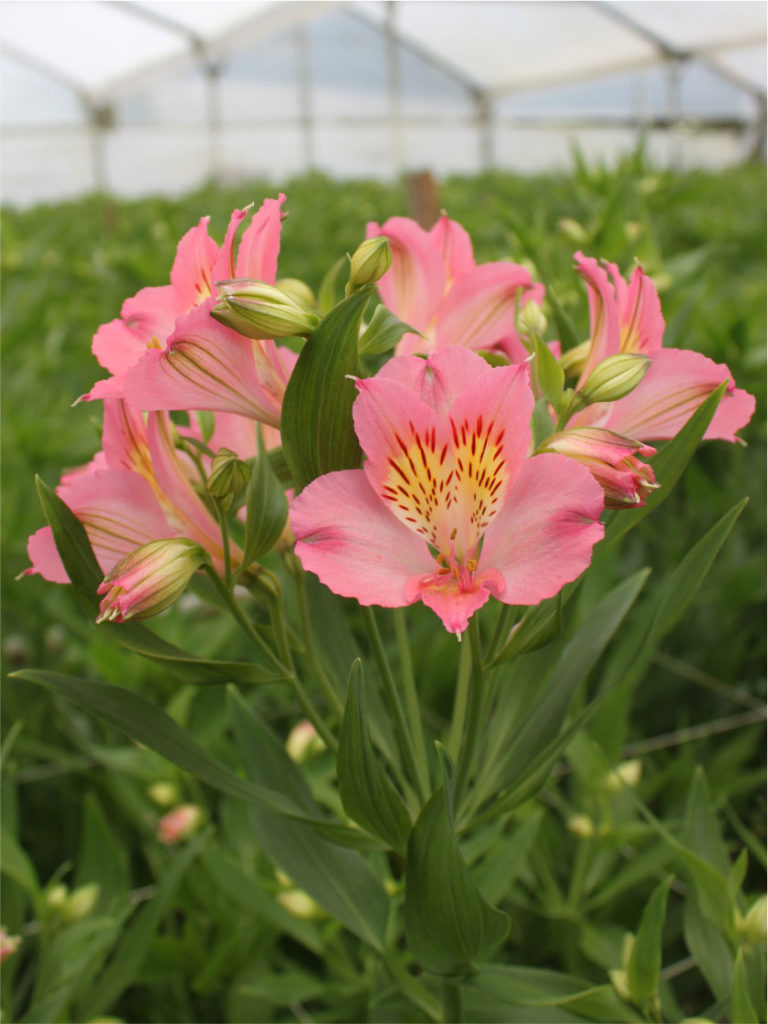 Dubai - Worldwide alstroemeria exporters